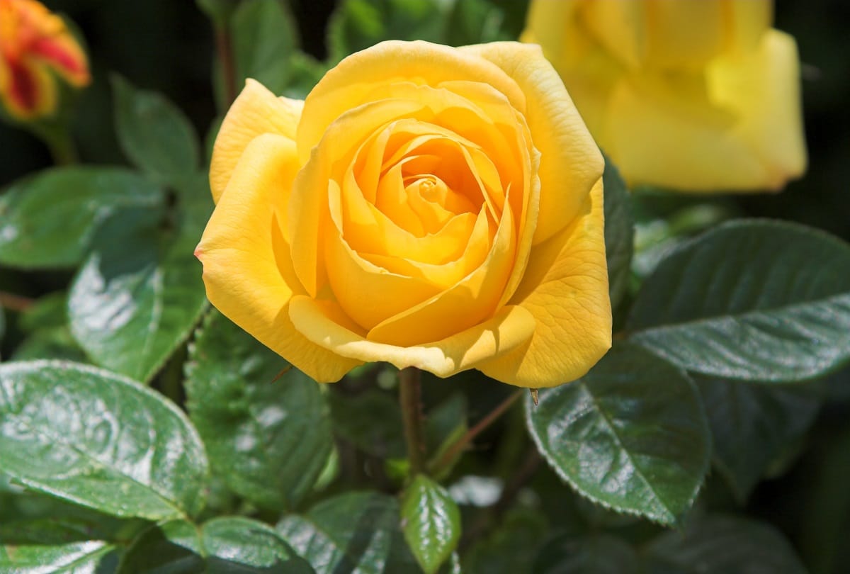 Rose Day 2024:गुलाब के हर रंग का होता है खास मतलब, देने से पहले भावनाओं ...