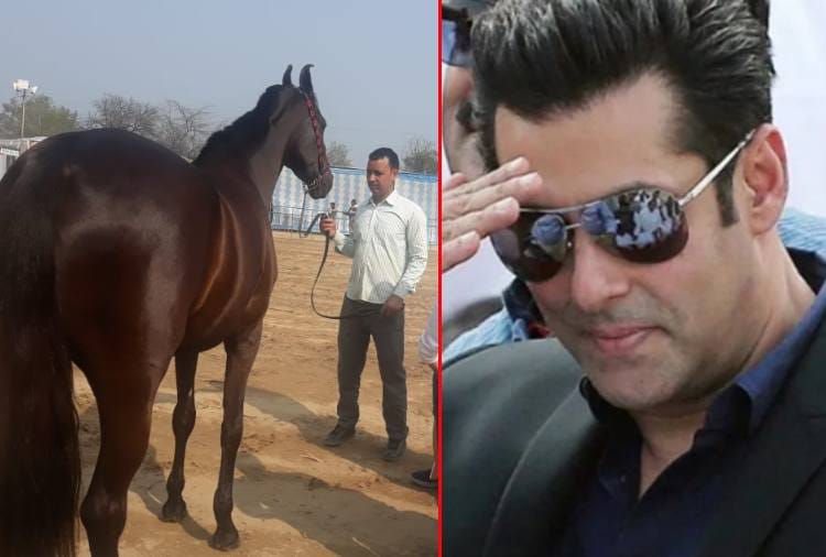Owner Of Horse Paramveer Has Rejected Offer Of Film Actor Salman Khan ...