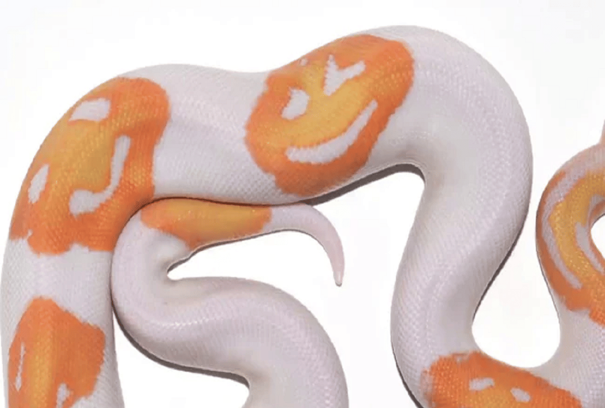 Snake With Smiley Face Emoji Print Sold In 4 Lakh Rupees Video Goes ...