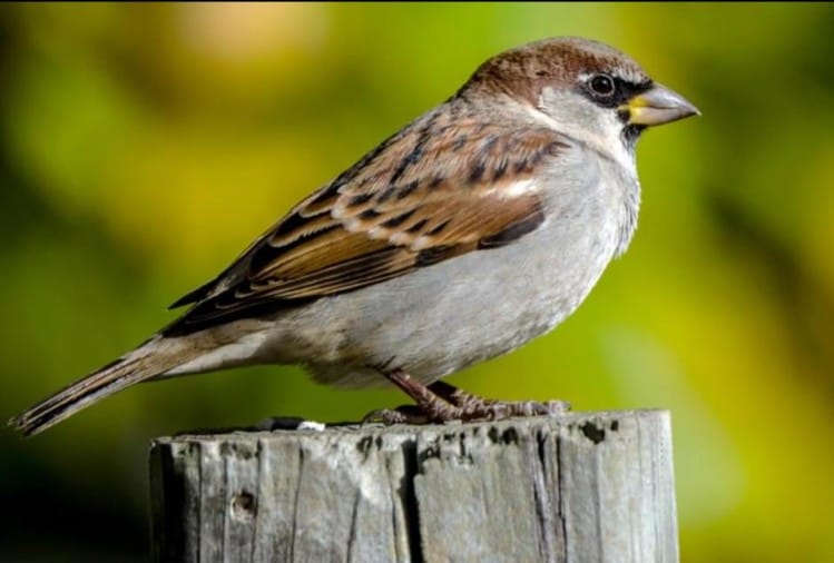 World Sparrow Day 2022 Special Story Sparrows Chirping In Houses Amid ...