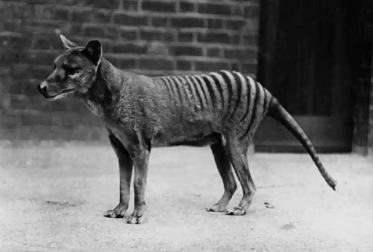After 85 Years People Seeing Extinct Tasmanian Tigers Who Looks Like ...