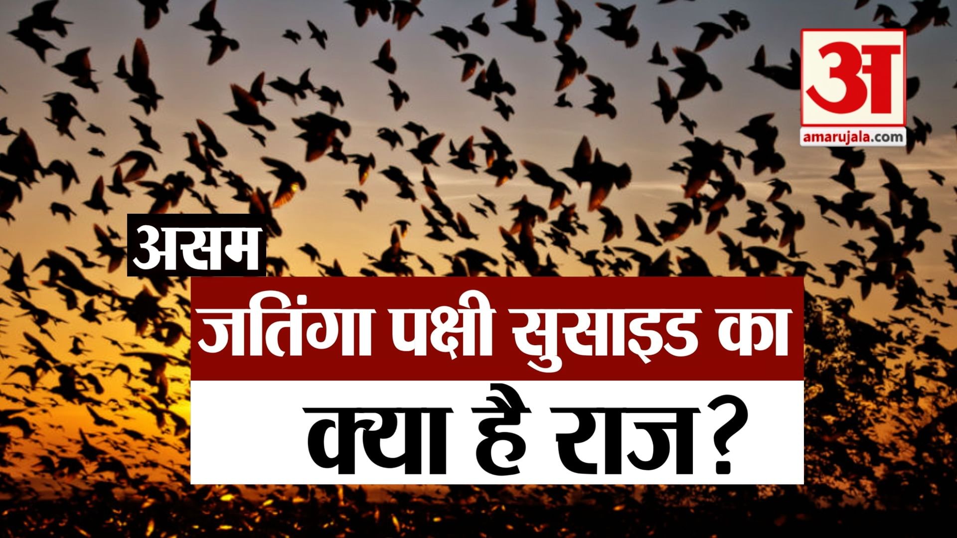 Mystery Of Bird Suicide Point Of Jatinga Village In Assam - Amar Ujala ...