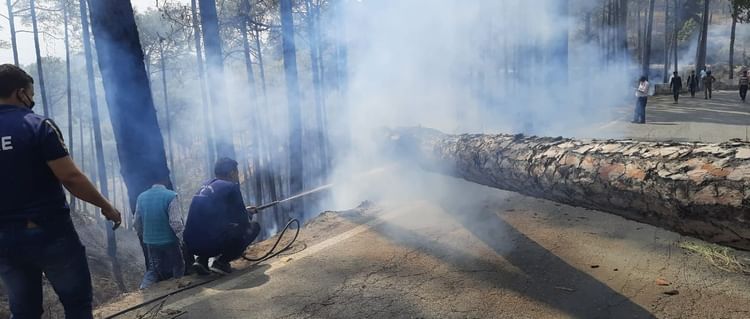 Trees Fell On Almora-pithoragarh Road Due To Forest Fire - Almora News ...