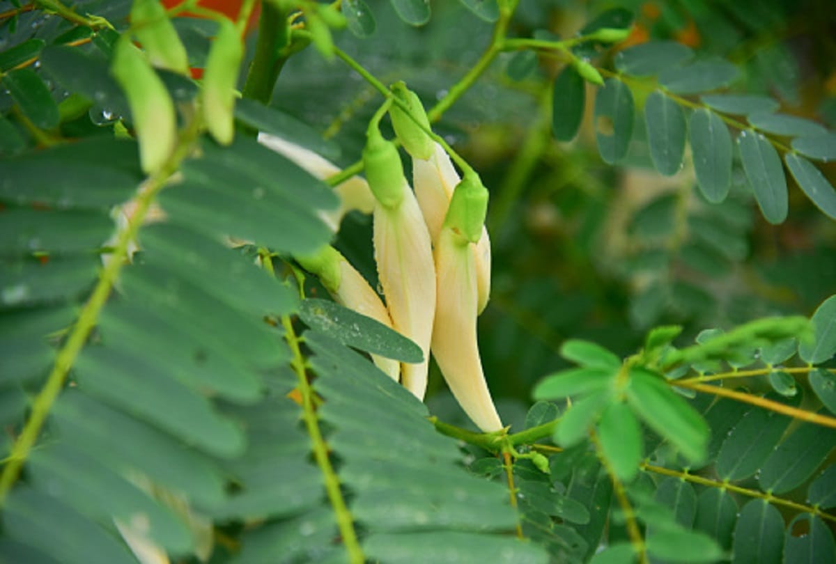 Health Benefits Of Agathi Leaves In Hindi - Amar Ujala Hindi News Live ...