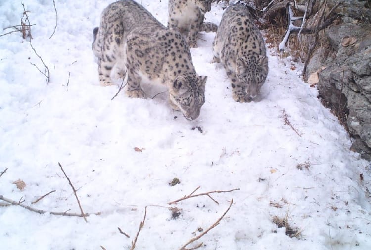 Chamba: Snow Female Leopard Spotted With Cubs In Pangi Forest - Amar ...