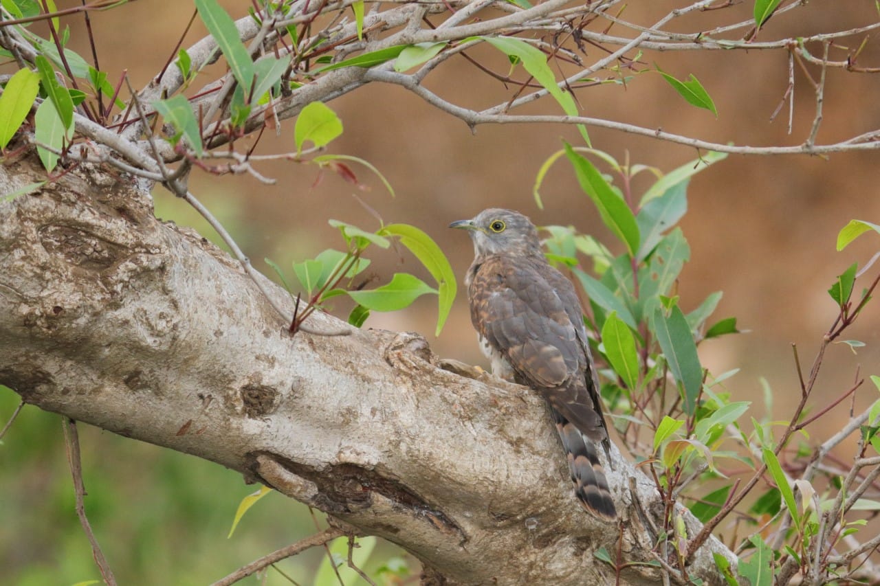 पंछी और हम:कहानी पपीहे की, जिसके जीवन में हैं कई रंग - Interesting ...