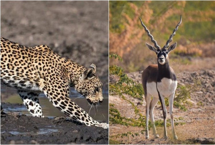 National Endangered Species Day Number Of Leopard Increase In Chambal ...