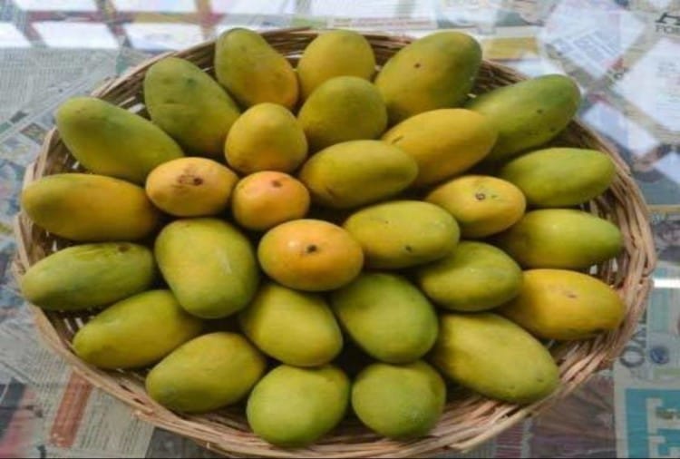 Mother Of Mango Tree:कहानी सैकड़ों साल पुराने उस पेड़ की, जिस पर आया था ...