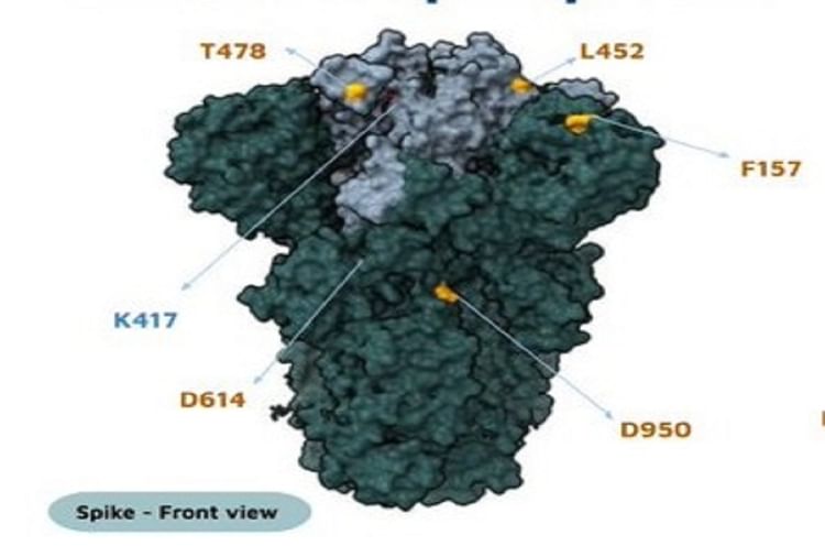 फिर बदला कोरोना वायरस:बीटा वैरिएंट का म्यूटेशन आक्रामक डेल्टा में ...