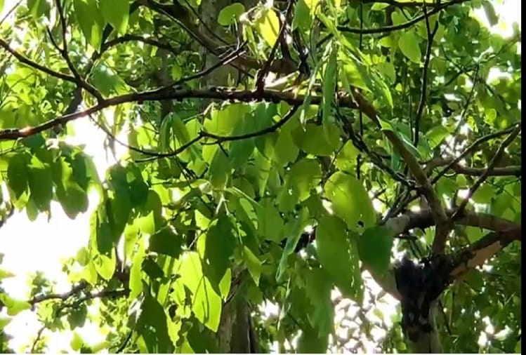 People Were Stunned To See Water Coming Out From Amaltas Tree Unique ...