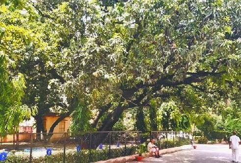 वाराणसी का मदर ट्री:लंगड़ा आम के पेड़ से तैयार होंगे सैकड़ों कलमी पौधे ...