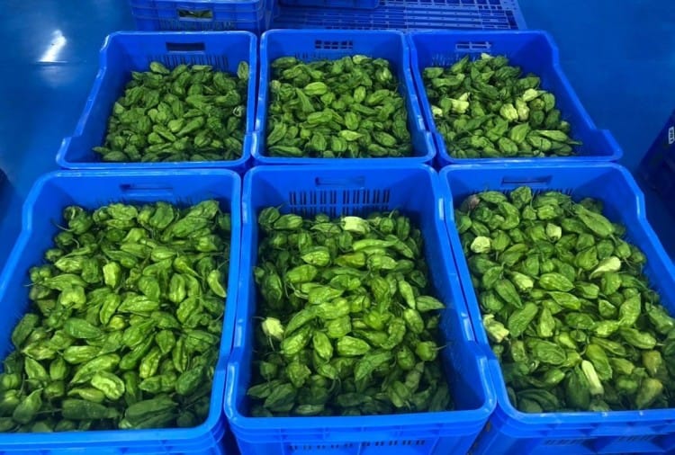 पीएम मोदी ने जाहिर की खुशी:अब लंदनवासी भी चखेंगे 'राजा मिर्च' का तीखापन ...