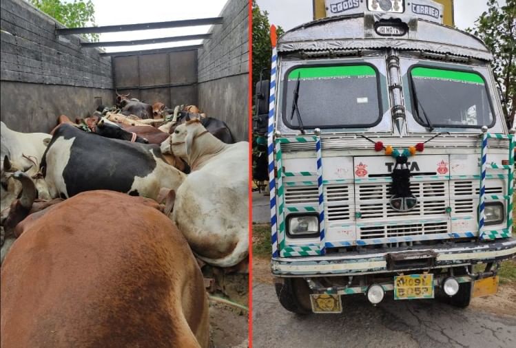 Two Cow Smugglers Arrested In The Encounter, One Shot In Both Legs ...