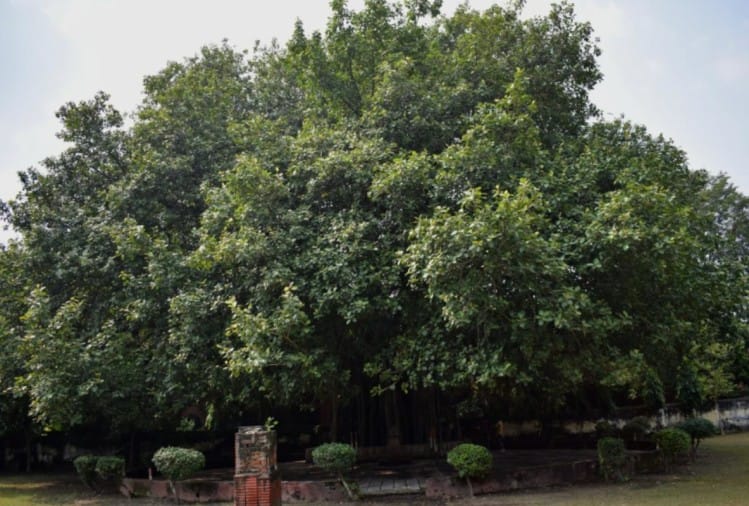 Trees Can Be Adopted In Delhi On Lines Of Sikkim Forest And Wildlife ...