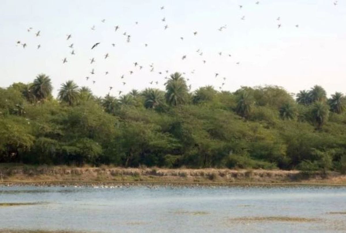 पटना पक्षी बिहार:मेहमान परिंदों की आमद से बढ़ी झील की रौनक, देखिए ...