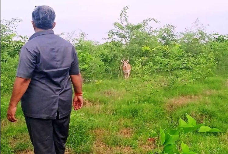 Deer In Bhagirathi And Gangavan Pada And Black Deer Species Kasganj ...