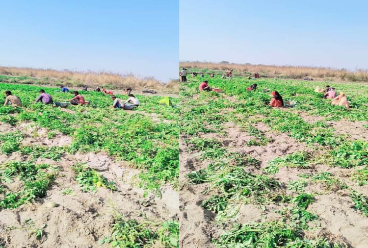 ऊना:आलू की पैदावार कम, फिर भी मंडियों में किसानों की हो रही खूब चांदी ...