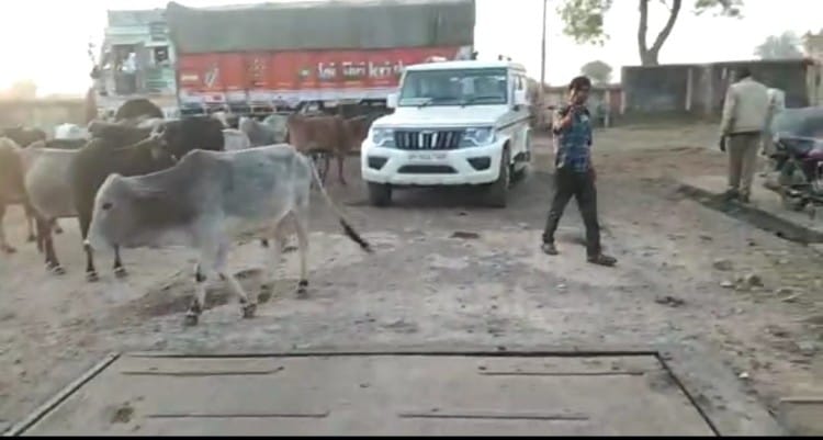 One And A Half Hundred Anna Cows Left In The Forest Of Mp Border ...