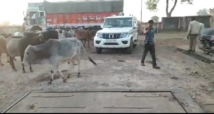 One And A Half Hundred Anna Cows Left In The Forest Of Mp Border ...