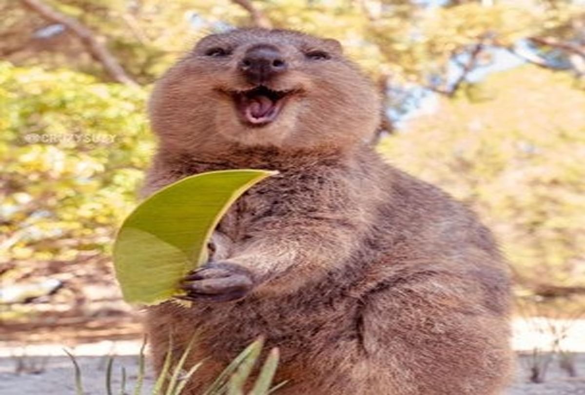 Quokka Is Happiest Animal On Earth Know About This Weird Animal - Amar ...