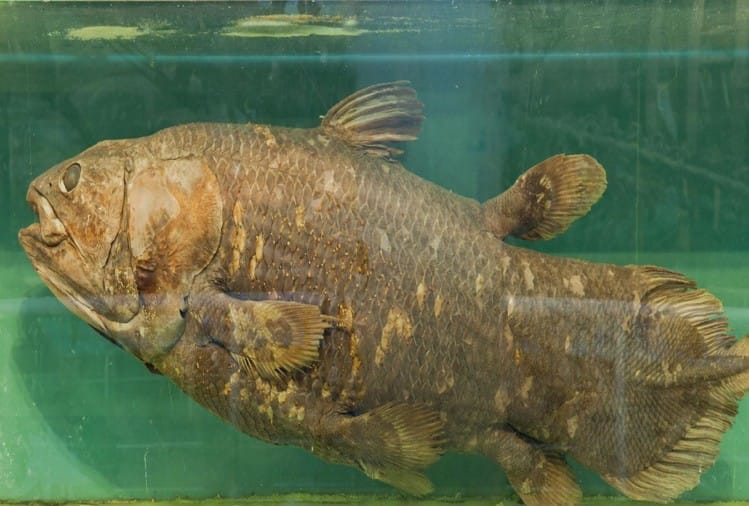 Coelacanth:100 साल तक जिंदा रहती है ये रहस्यमय मछली, गर्भवती होने के 5 ...
