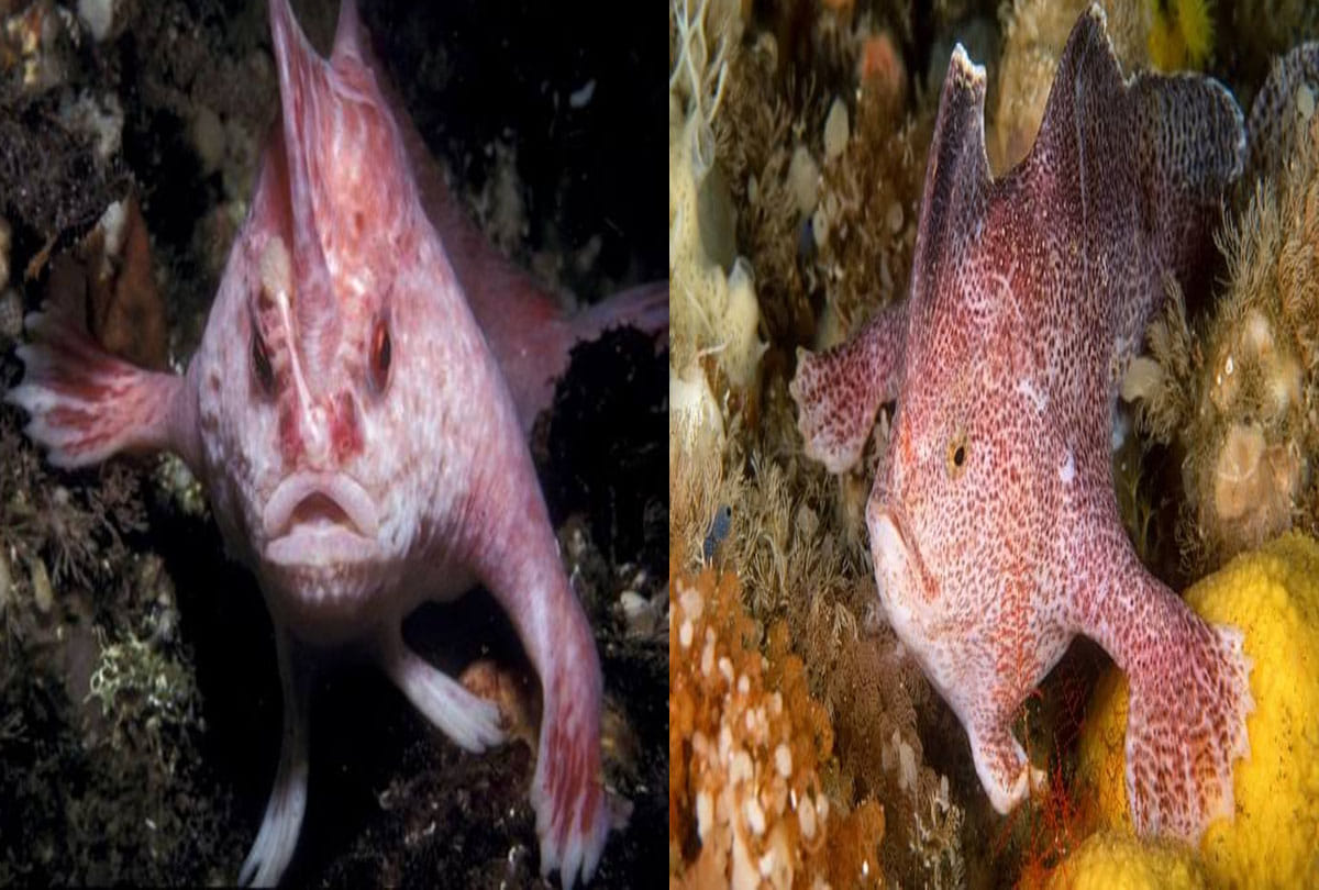 Reascher Discovered Rare Pink Walking Fish With Hands In Tasmania ...