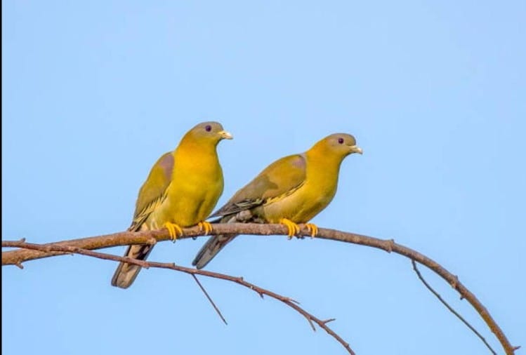 Unique Bird Of The World Hariyal Bird Never Sets Foot On The Ground ...