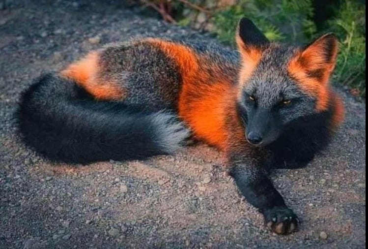 Melanistic Cross Fox Found In Canada Its Color Is Very Amazing Ajab ...