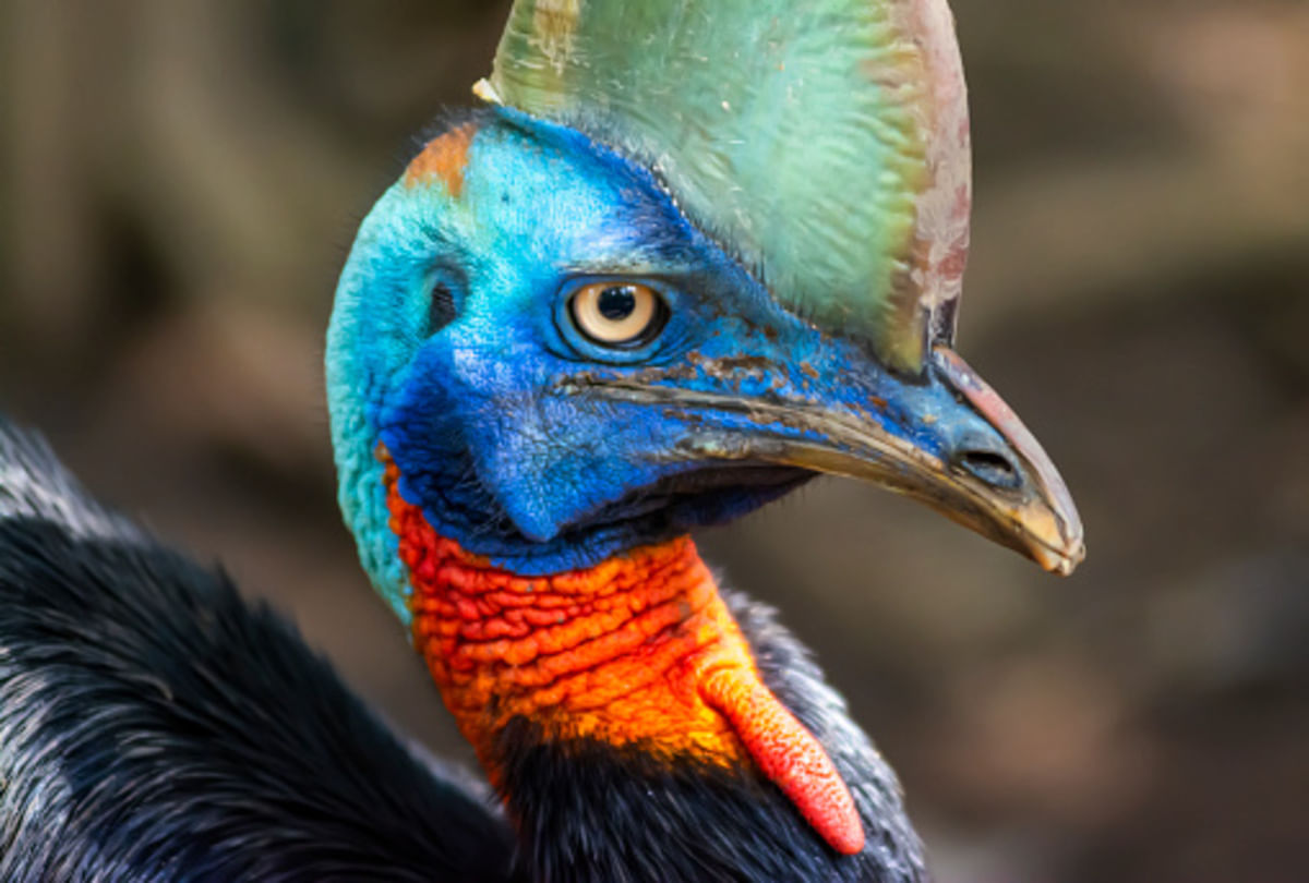 Most Dangerous Bird In The World Cassowary Know Mysterious Facts About ...