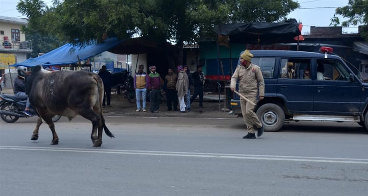 The Bull Hit The Old Man Returning After Worshiping From The Temple ...