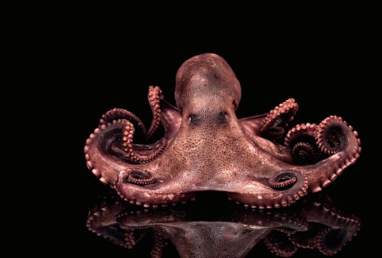 Octopuses Outer Space Aliens:वैज्ञानिकों ने किया चौंकाने वाला दावा ...