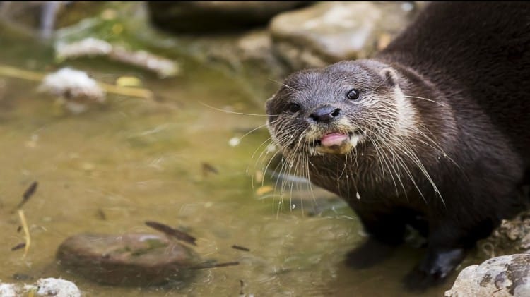 New Survey:ओडिशा की इस झील में पहली बार दिखी ये दुर्लभ बत्तख और ...