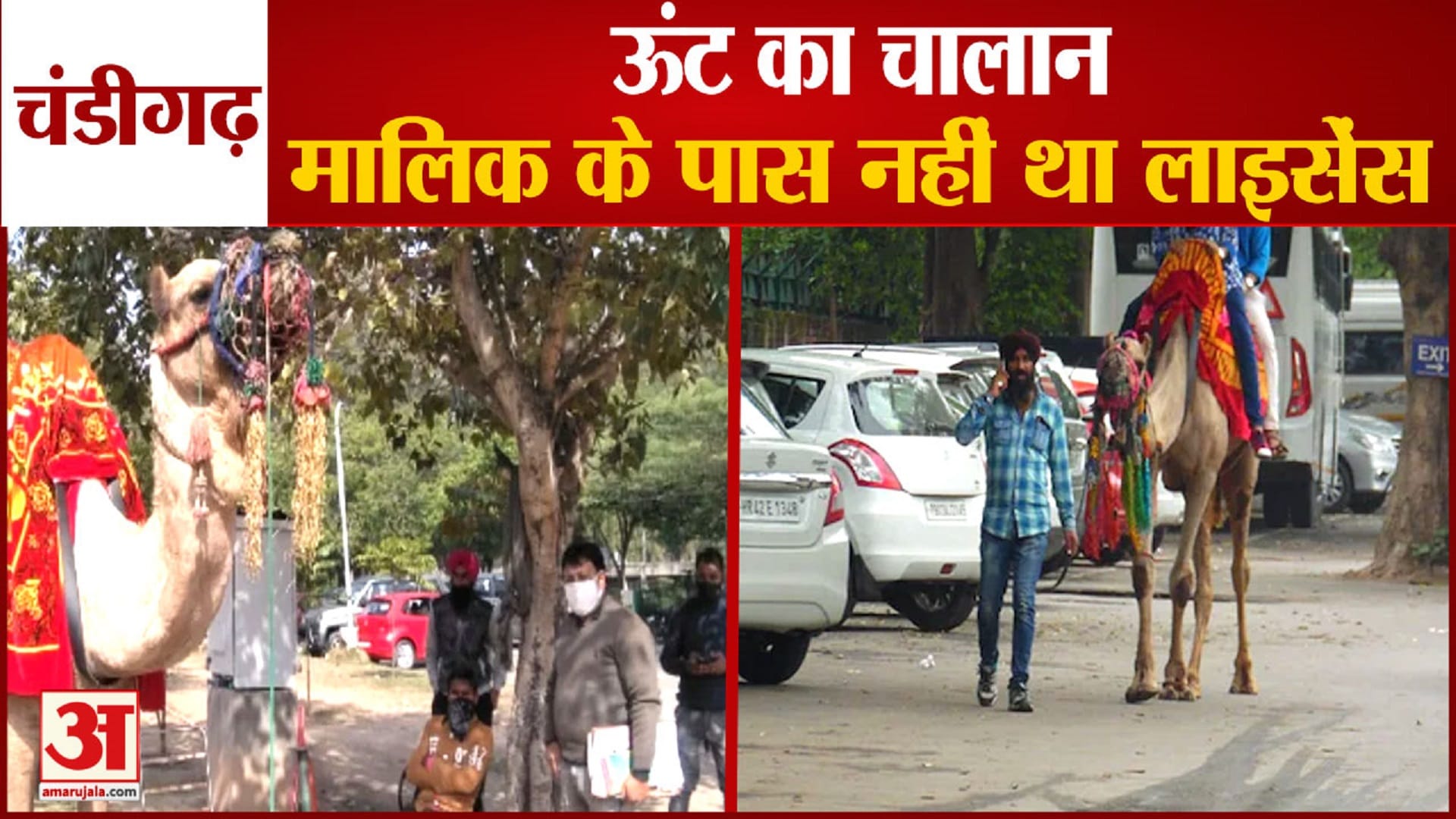 चंडीगढ़:ऊंट का चालान, मालिक के पास नहीं था लाइसेंस - Camel Challan In ...