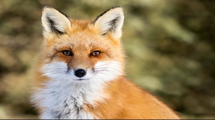 अजब गजब:इस चिड़ियाघर में है 'आधी लोमड़ी आधा इंसान', जानिए क्या है इसके ...