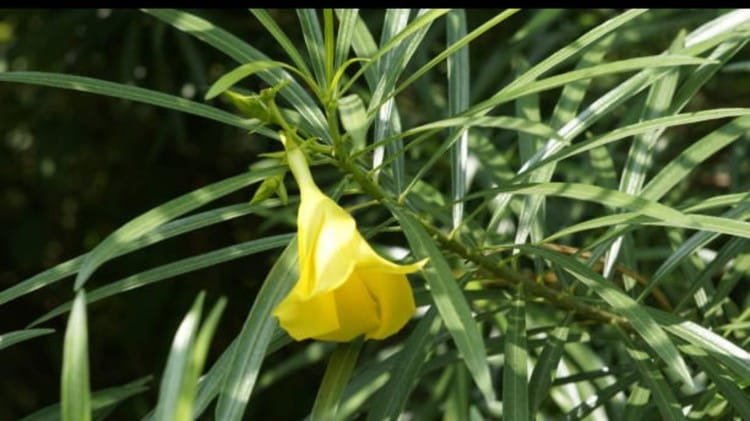 Mahashivratri 2022:महाशिवरात्रि पर भगवान शिव को चढ़ाएं ये फूल, मिलेगा ...