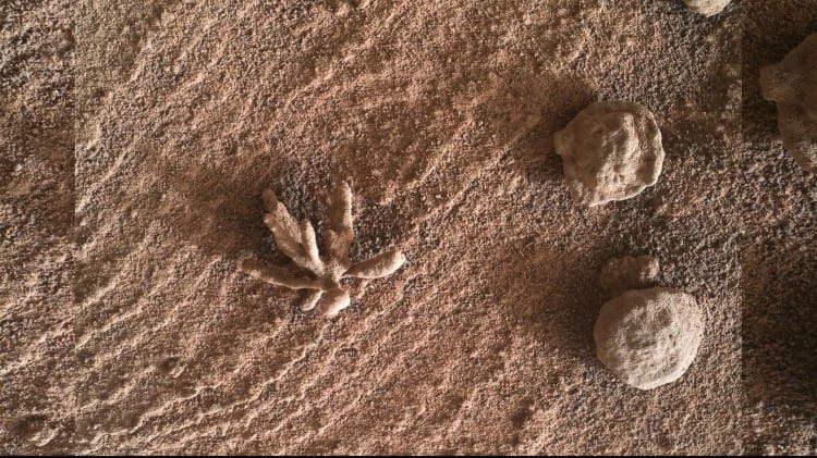 Flower On Mars:मंगल ग्रह पर दिखा रहस्यमयी 'फूल', वैज्ञानिकों ने किया ये ...
