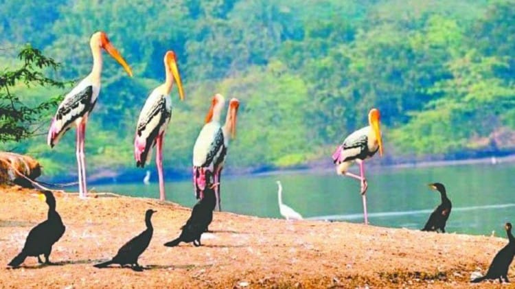 Supreme Court Orders To Increase The Area Of Sur Sarovar Bird Sanctuary ...