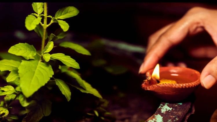 Tulsi Mata Ki Aarti Lyrics In Hindi Read Tulsi Aarti Every Day During Puja Amar Ujala Hindi