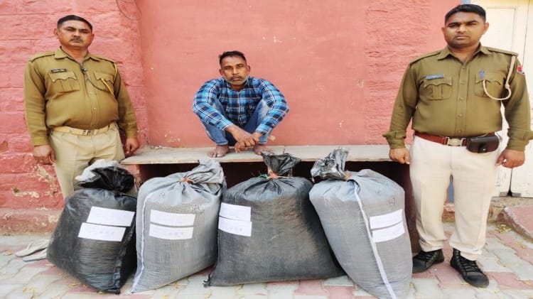Nagaur:71 किलो डोडा पोस्त जब्त, दाल के बोरों में छुपाकर पंजाब ले जा रहा ...