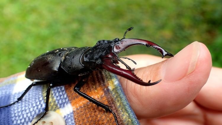 Worlds Most Expensive Insect Beetle Stag Know About This - Amar Ujala ...