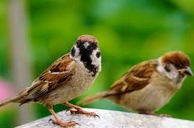 World Sparrow Day 2022: Rabindranath Tagore Best Poem Ari O Ri Meri ...