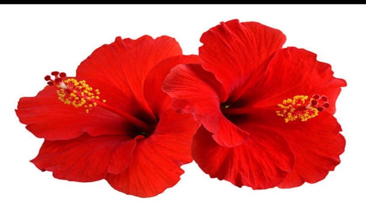 Vastu Tips Gudhal Ke Phool Ke Upay: Hibiscus Flower Will Bring Wealth ...