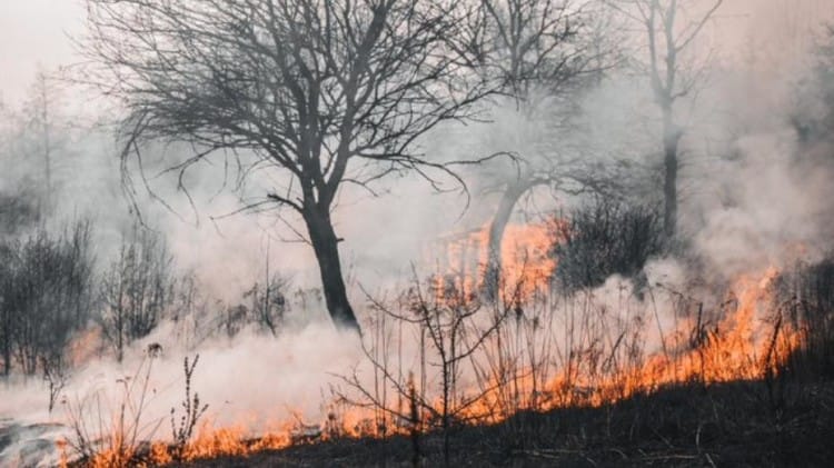 झारखंड:हजारीबाग के जंगल में आग लगी, बुझाने के दौरान चार दमकलकर्मी झुलसे ...
