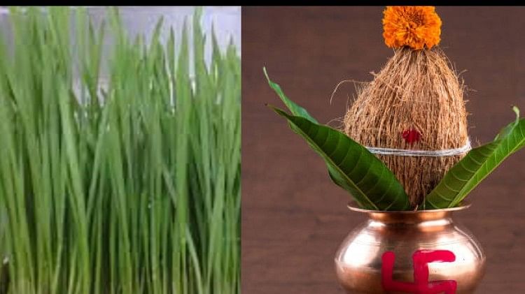Shardiya Navratri 2022:नवरात्रि में क्यों बोए जाते हैं जौ? जानिए ... Shardiya Navratri 2022:नवरात्रि में क्यों बोए जाते हैं जौ? जानिए ...