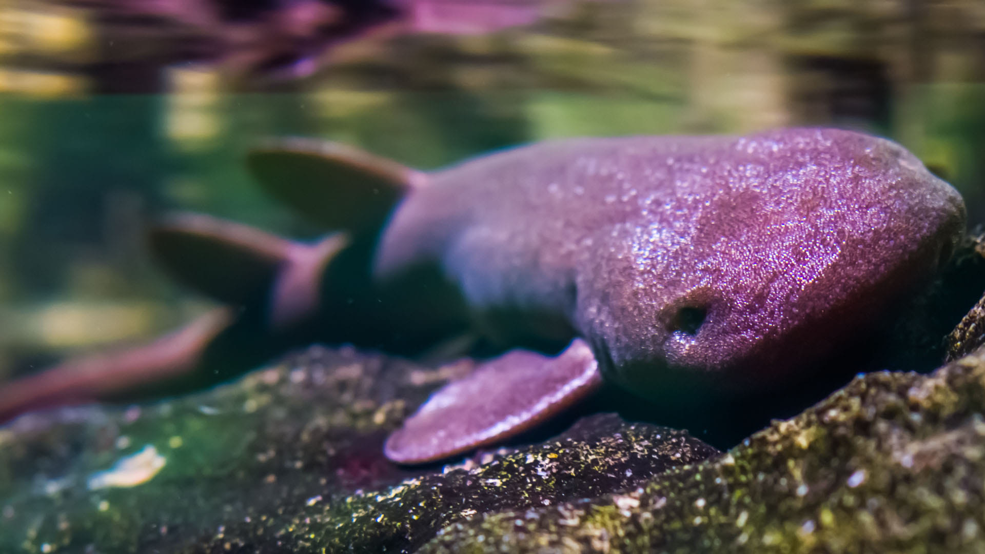 Mysterious And Very Rare Ghost Shark Discovered In Sea Of Russia - Amar ...