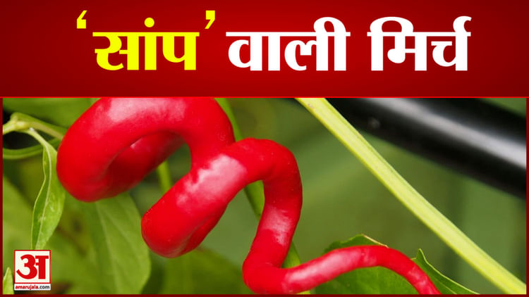 Have You Ever Seen Turkish Snake Chillies - Amar Ujala Hindi News Live ...