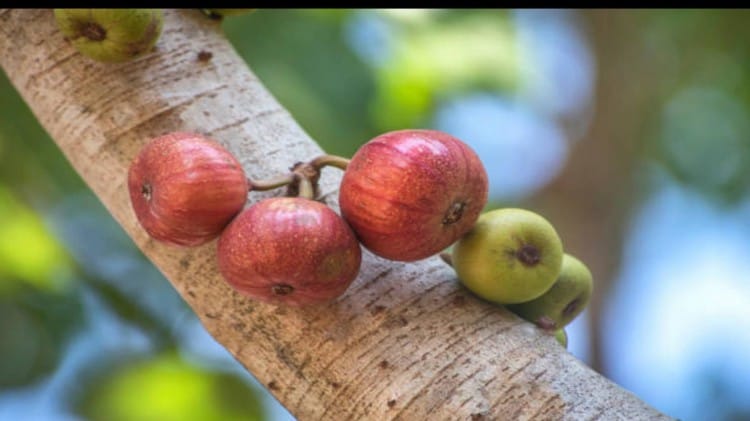 Gular Ke Upay:दैवीय वृक्ष है गूलर, इसके उपाय से दूर होती है धन से जुड़ी ...