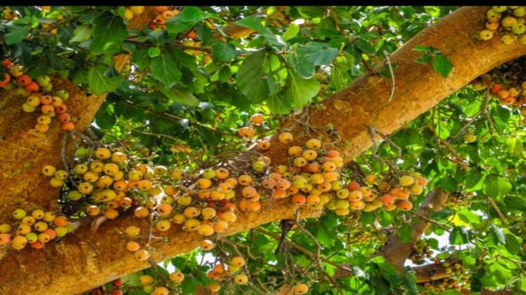 Gular Ke Upay:दैवीय वृक्ष है गूलर, इसके उपाय से दूर होती है धन से जुड़ी ...