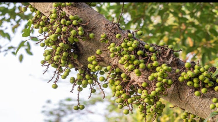 Gular Ke Upay:दैवीय वृक्ष है गूलर, इसके उपाय से दूर होती है धन से जुड़ी ...