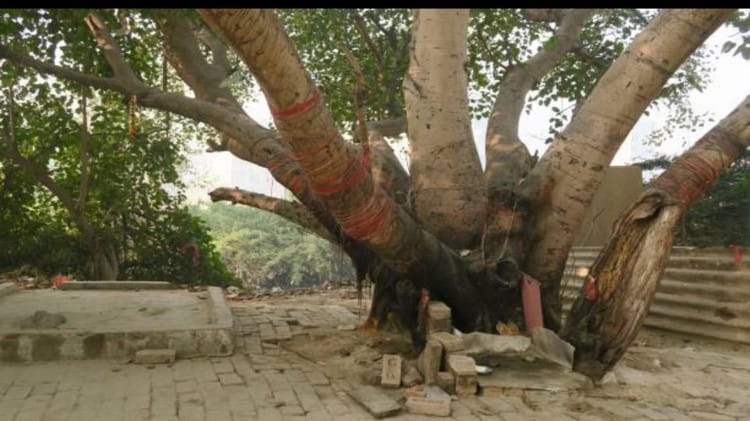 Bargad Ke Ped Ke Totke Banyan Tree Jyotish Upay In Hindi For Job Wealth ...